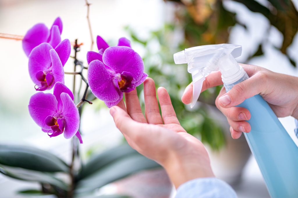 How To Choose The Best Orchid Fertilizer For Your Orchid?